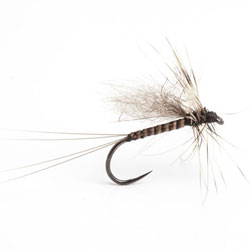 Christopher Bassano Spun #14 — Aussie Angler
